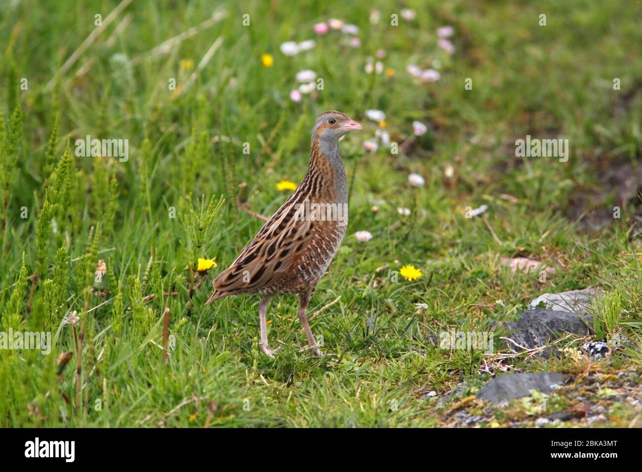 CORNCRAKE (Crex crex), Inner Hebrides, Scotland, UK Stock Photo - Alamy