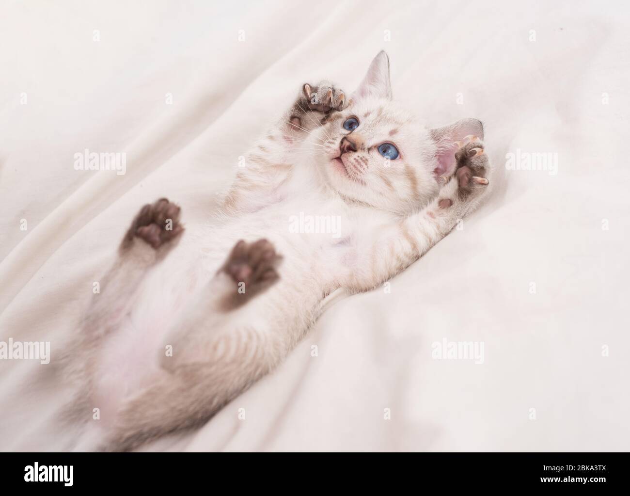 Cute white kitten with blue eyes. Adorable Persian cat. Kitten on a ...