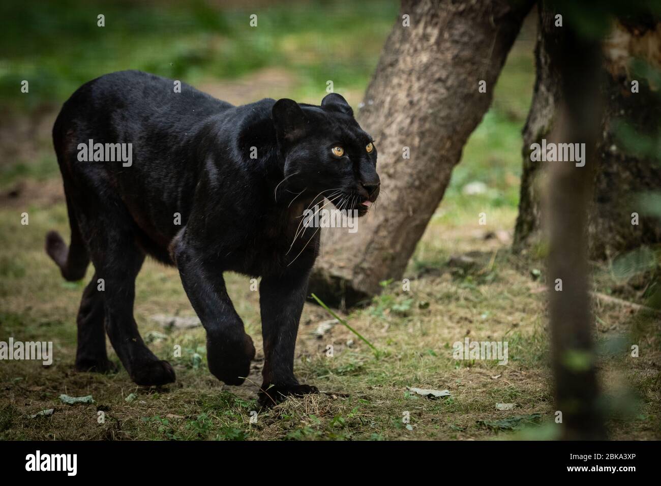 Black panther animal walking hi-res stock photography and images - Alamy