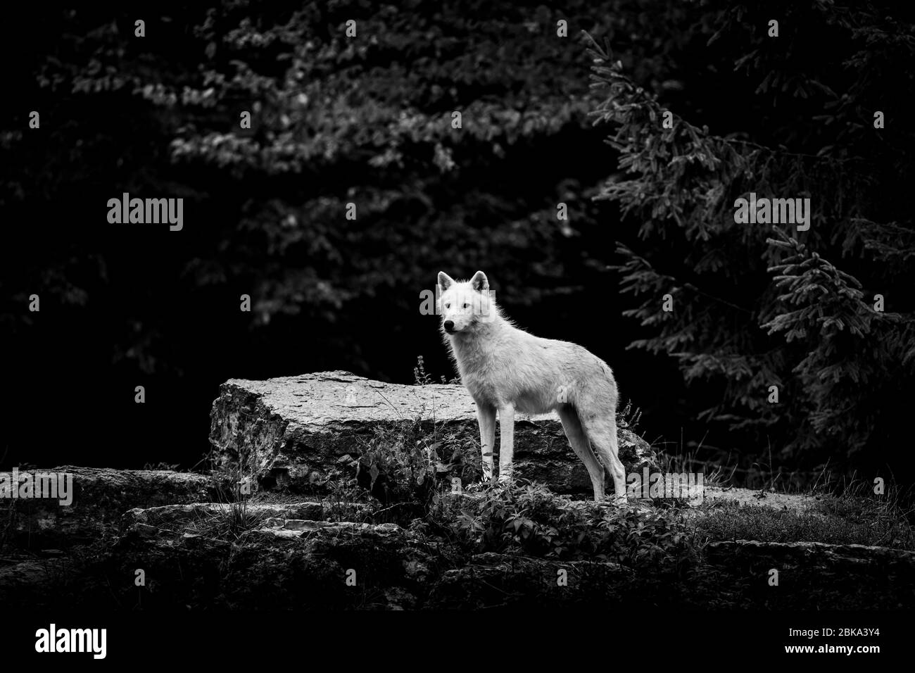 Polar wolf Black and White Stock Photos & Images - Alamy