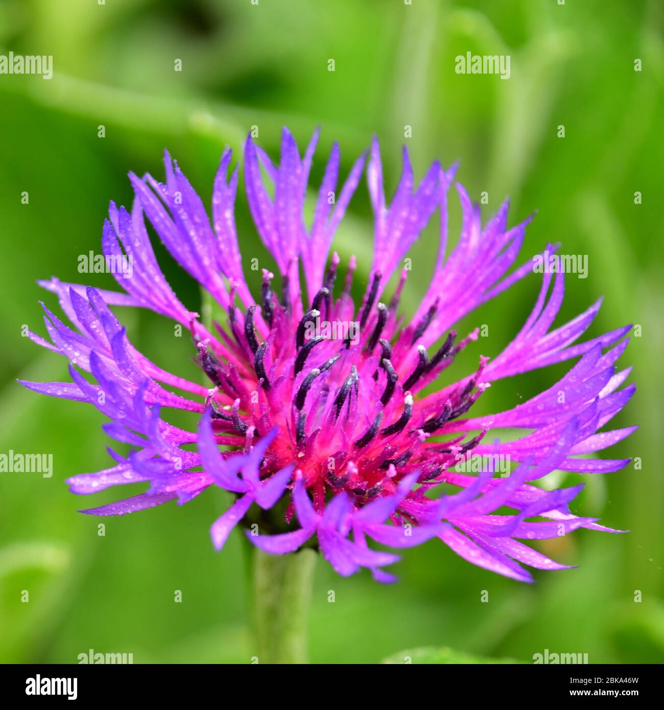 Centaurea montana {mountain bluet} hi-res stock photography and images ...