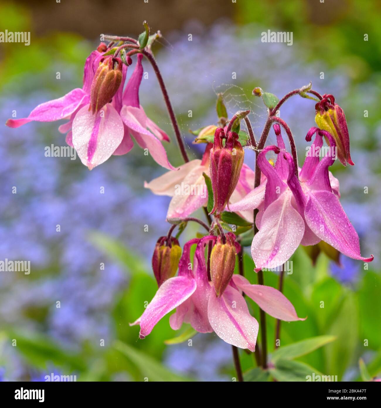 Pink Aquilegia, Pink Columbine Stock Photo - Alamy
