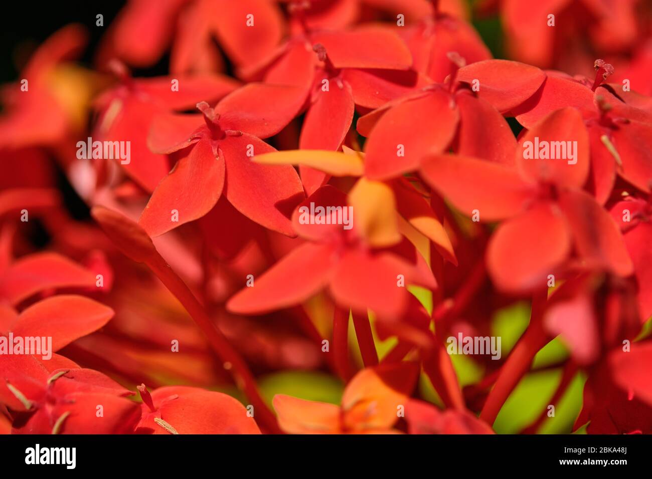 Flowering ixora shrubs hi-res stock photography and images - Alamy