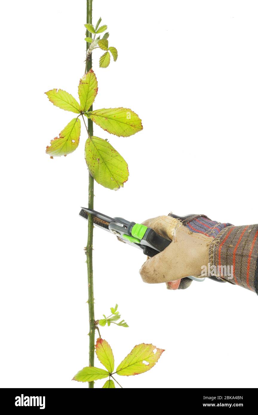 Gloved hand with secateurs cutting a bramble against a white background ...