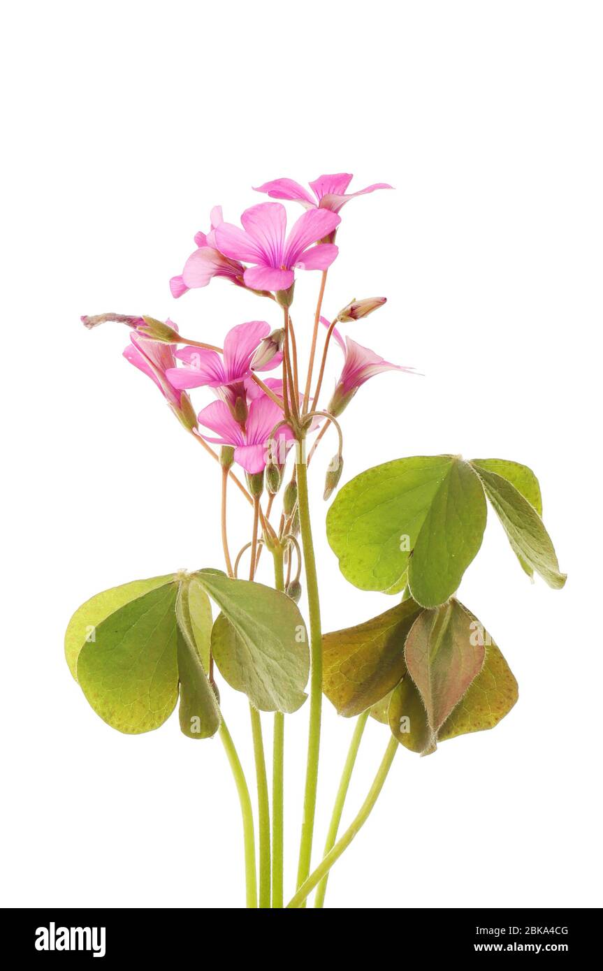 Oxalis flowers hi-res stock photography and images - Alamy