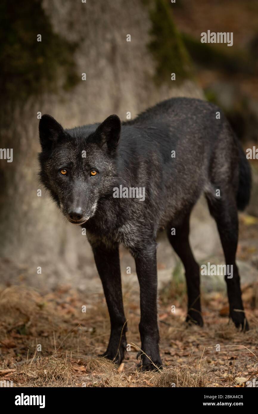 Black wolf in the forest Stock Photo - Alamy