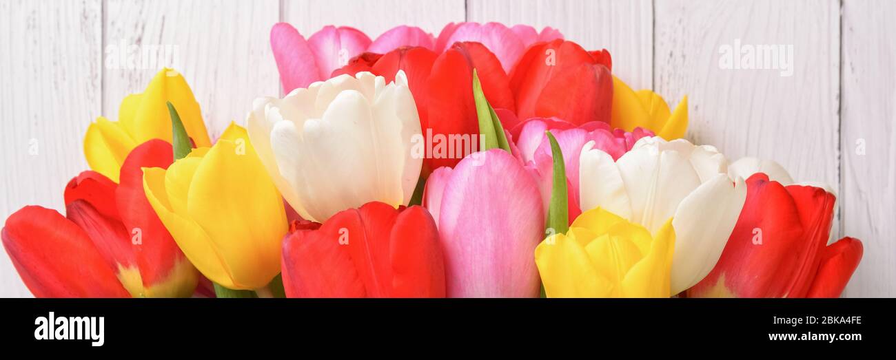 A bouquet of fresh, bright, multi-colored tulips on white wooden boards ...