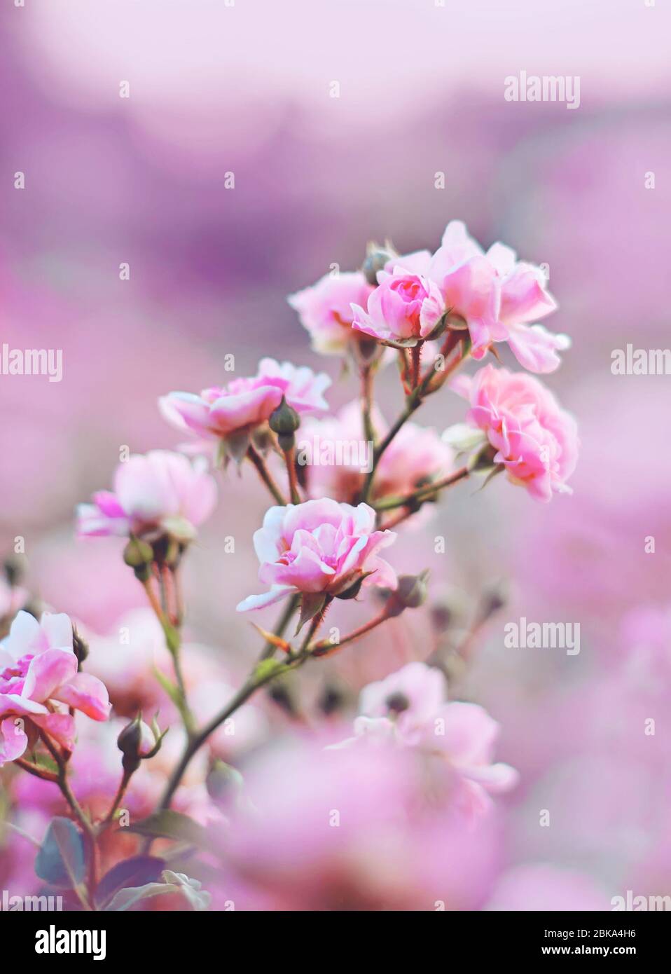 Delicate fragrant pink rose flowers bloom in a beautiful garden ...