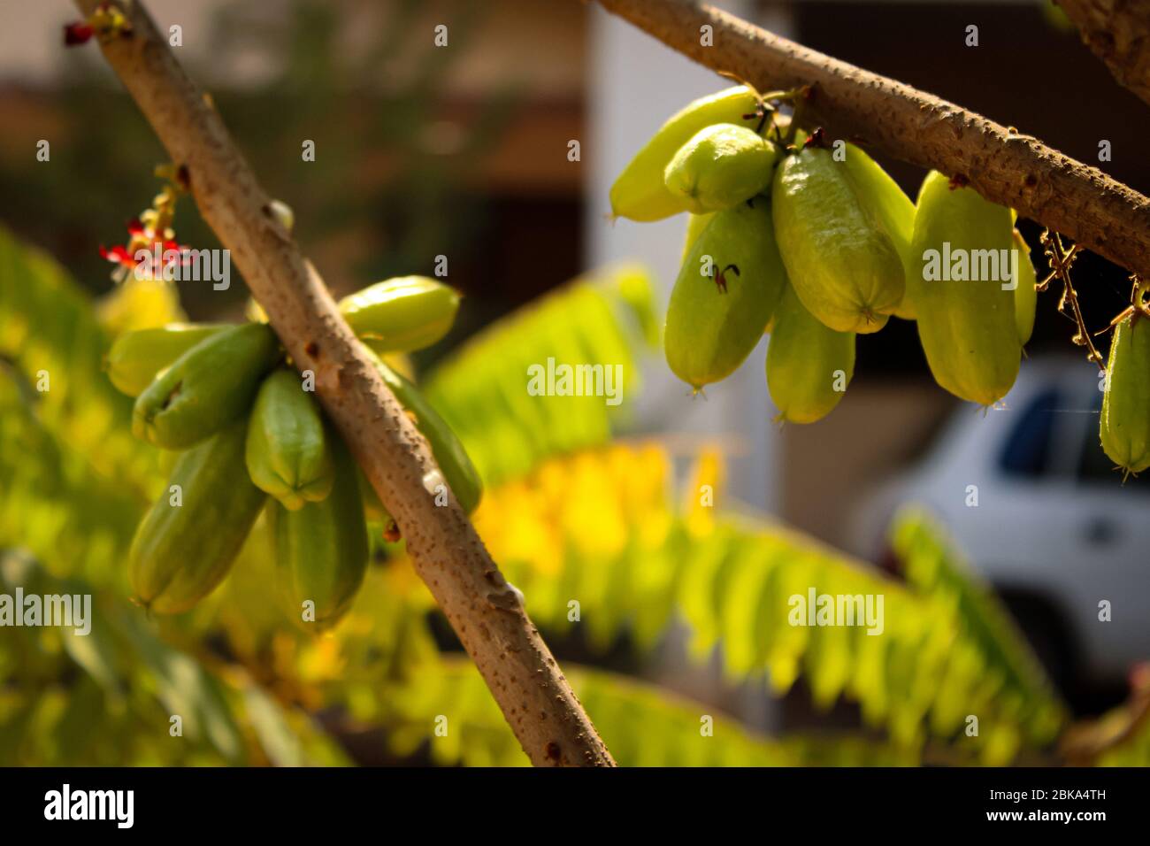 Fresh Bilimbi Bilimbing Cucumber 28Averrhoa Bilimbi 29 fruits on tree ...