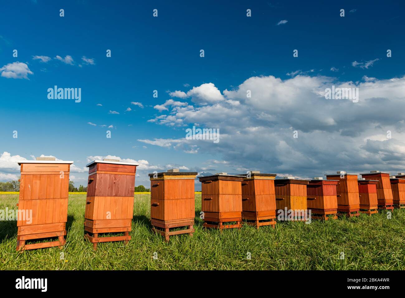 Traditional Wooden Beehives in Fields. Beekeeping and Honey Production ...