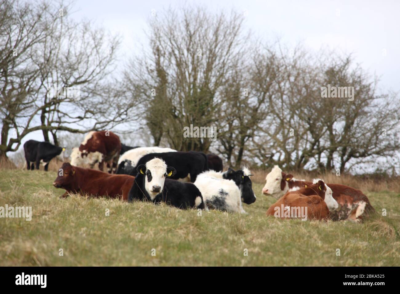 A photograph of cows in a field. Rural landscape agricultural scene ...