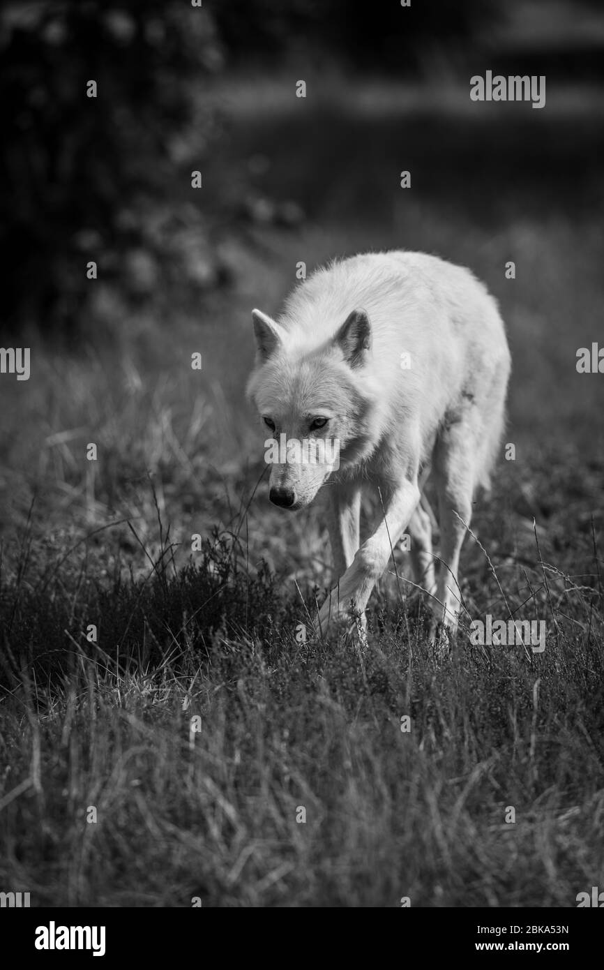 Polar wolf Black and White Stock Photos & Images - Alamy