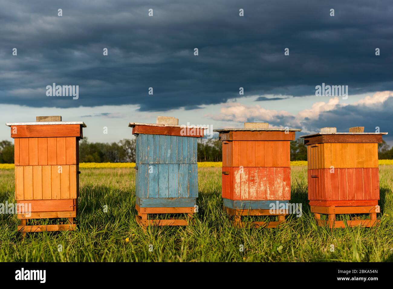 Colorful Wooden Beehives in Fields. Organic Honey Production ...
