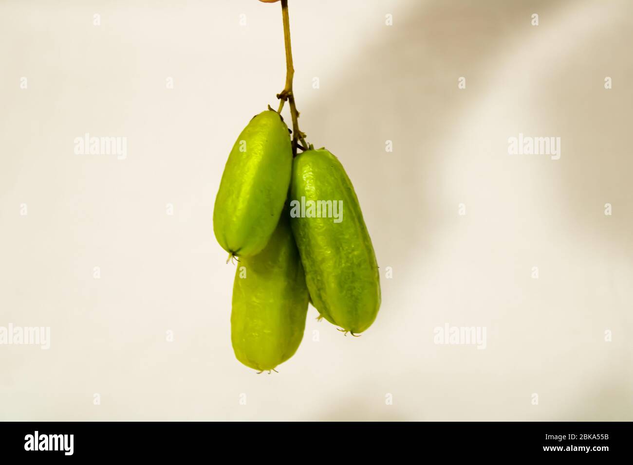 Fresh Bilimbi Bilimbing Cucumber 28Averrhoa Bilimbi 29 fruits on tree ...