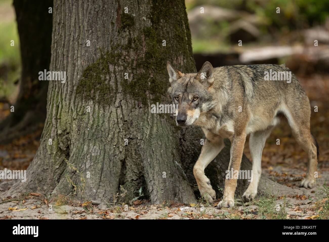 Grey wolf in the forest Stock Photo - Alamy