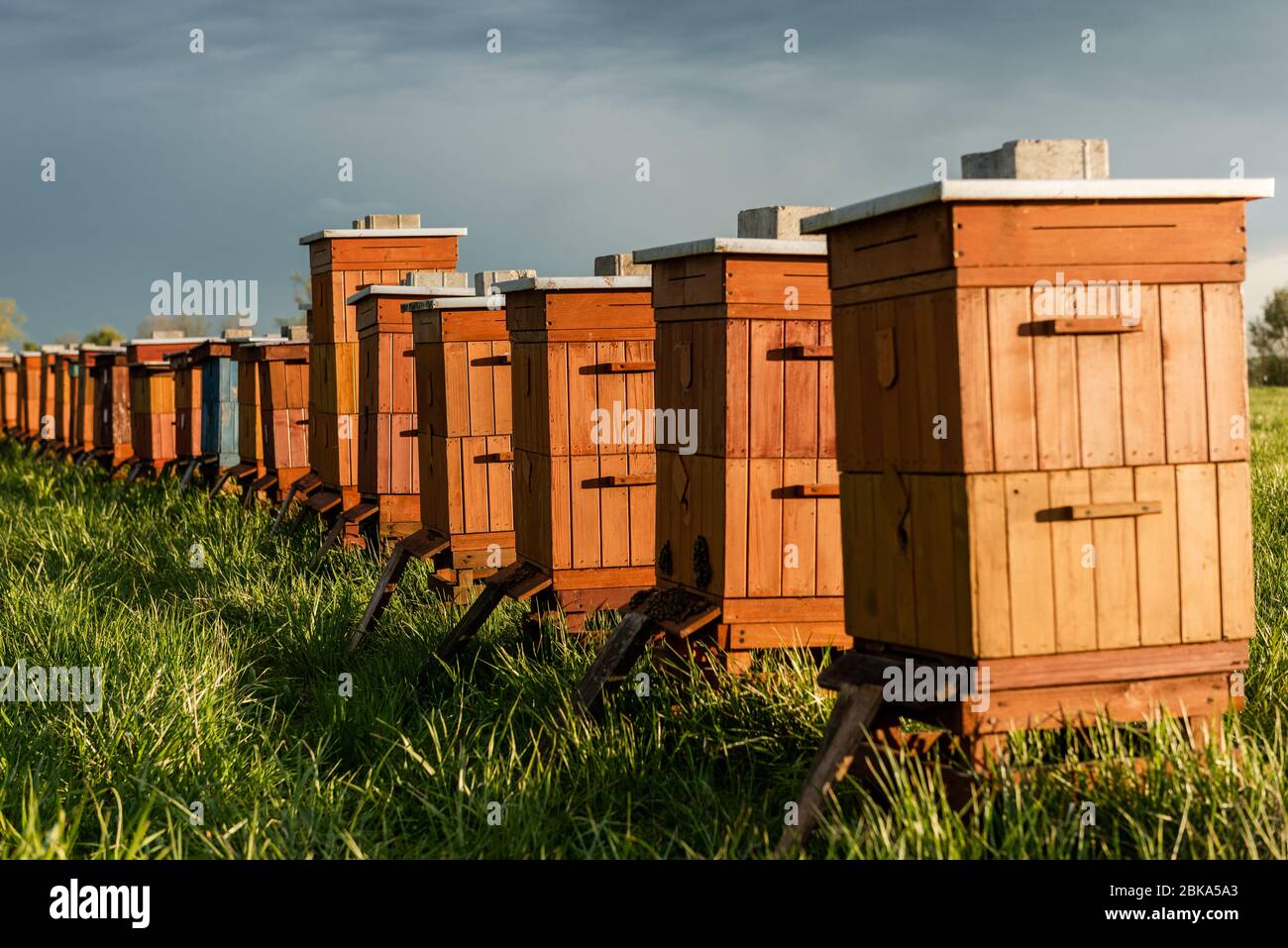 Traditional Wooden Beehives in Fields. Beekeeping and Honey Production ...
