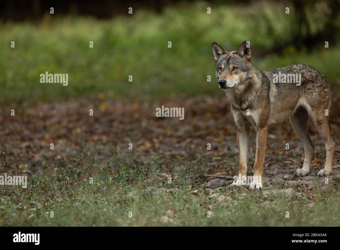 Grey wolf in the forest Stock Photo - Alamy