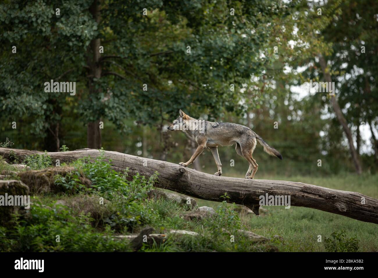 Grey wolf in the forest Stock Photo - Alamy