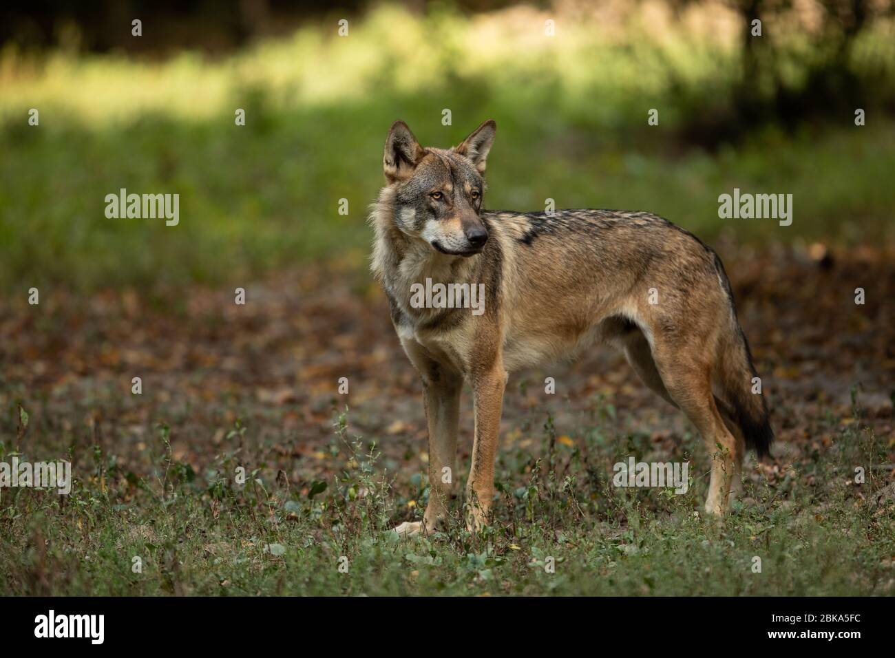 Grey wolf in the forest Stock Photo - Alamy