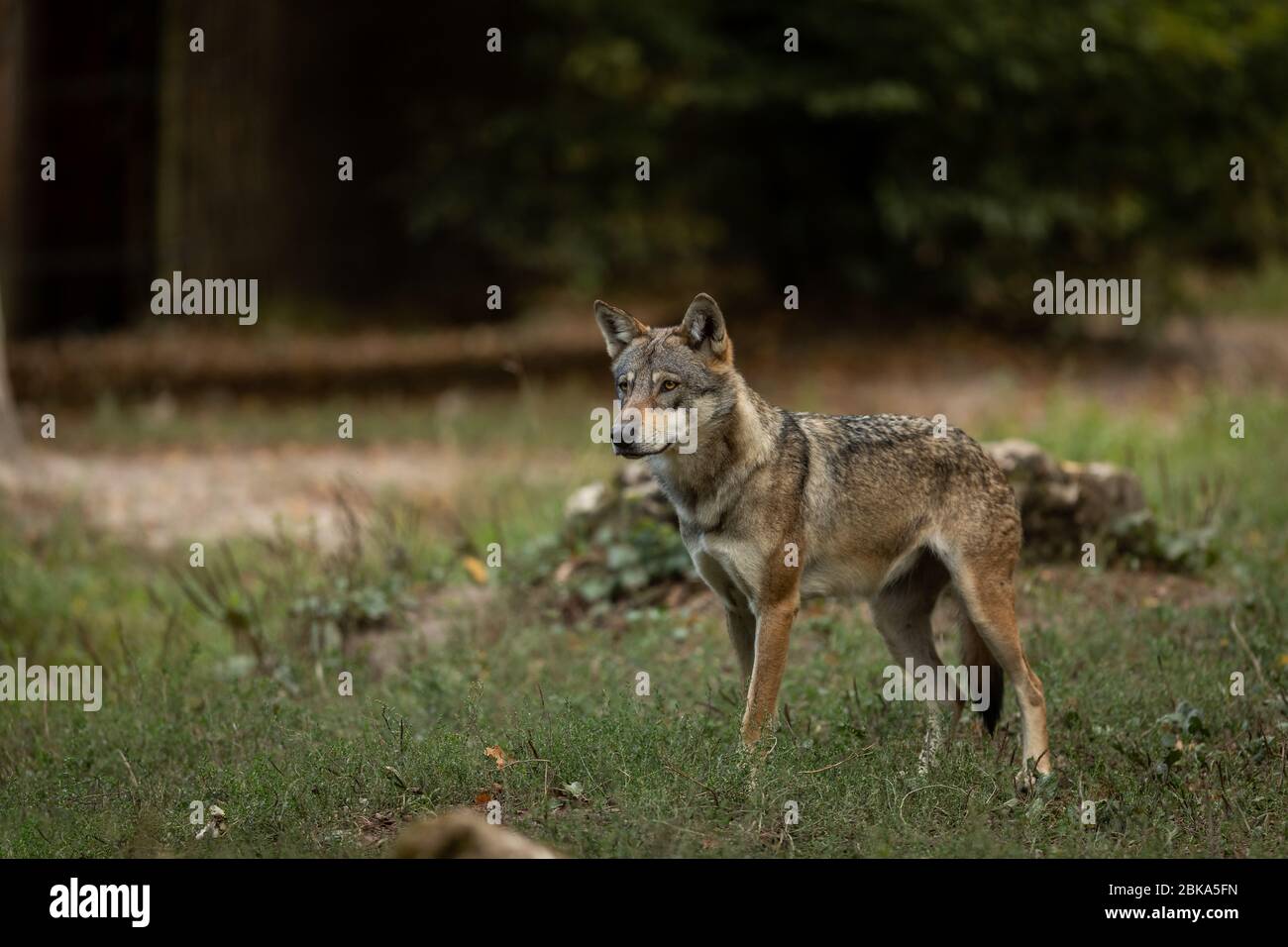 Grey wolf in the forest Stock Photo - Alamy