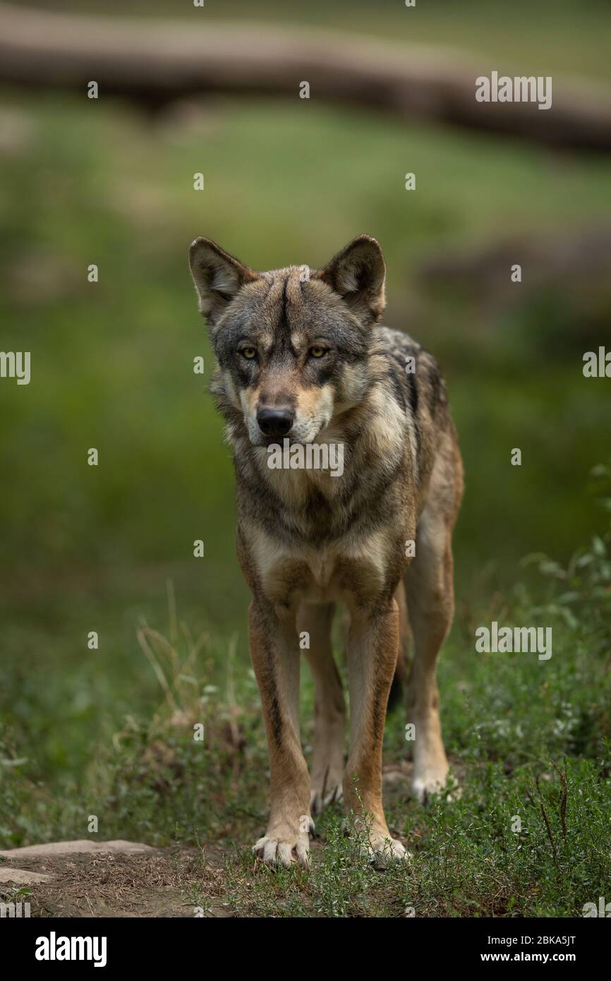 Grey wolf in the forest Stock Photo - Alamy