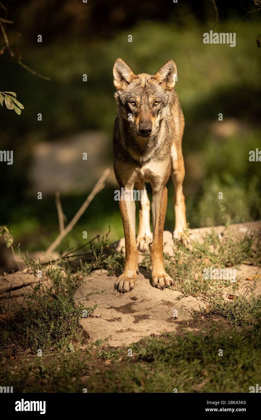 Grey wolf in the forest Stock Photo - Alamy