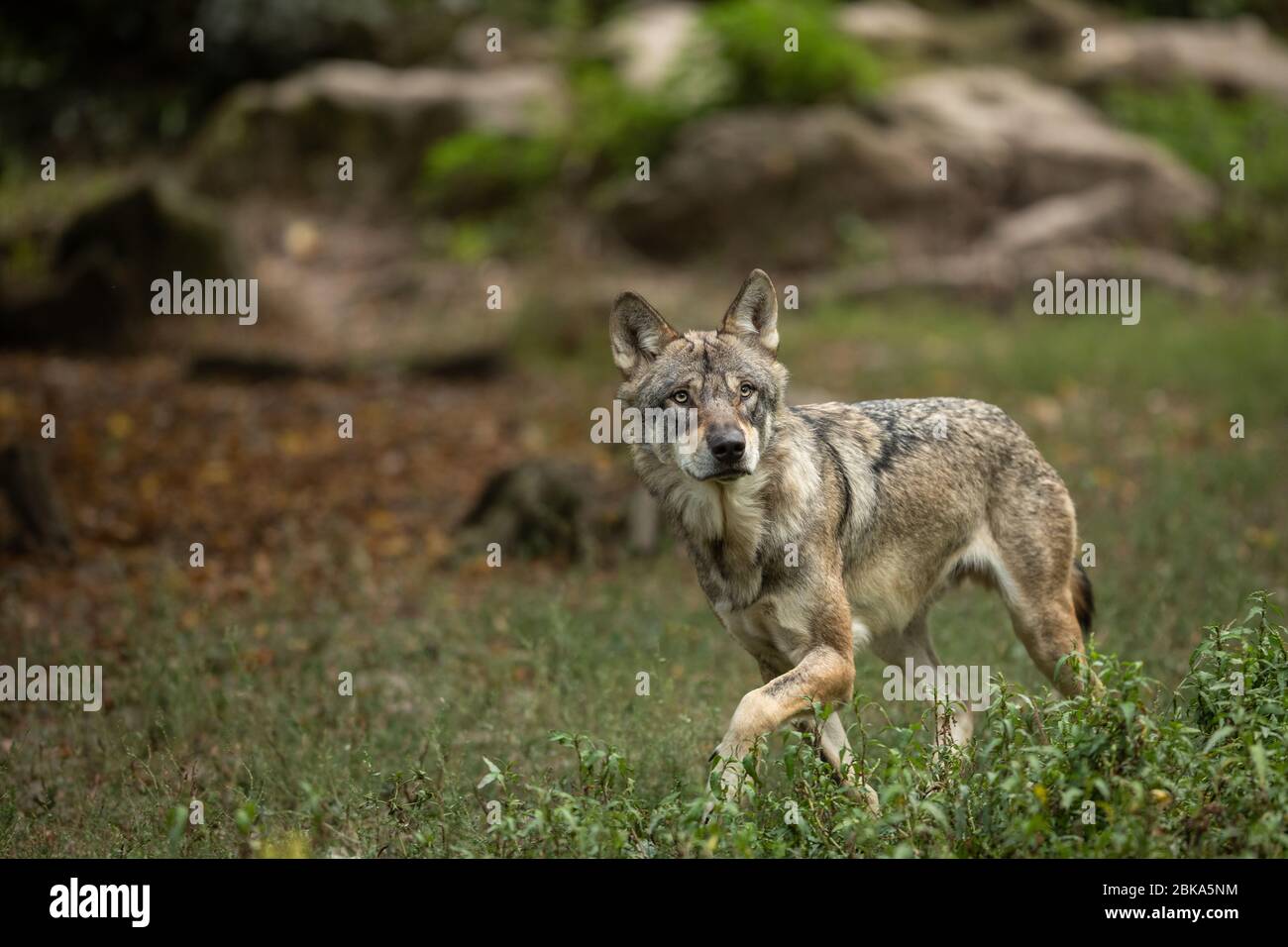 Grey wolf in the forest Stock Photo - Alamy
