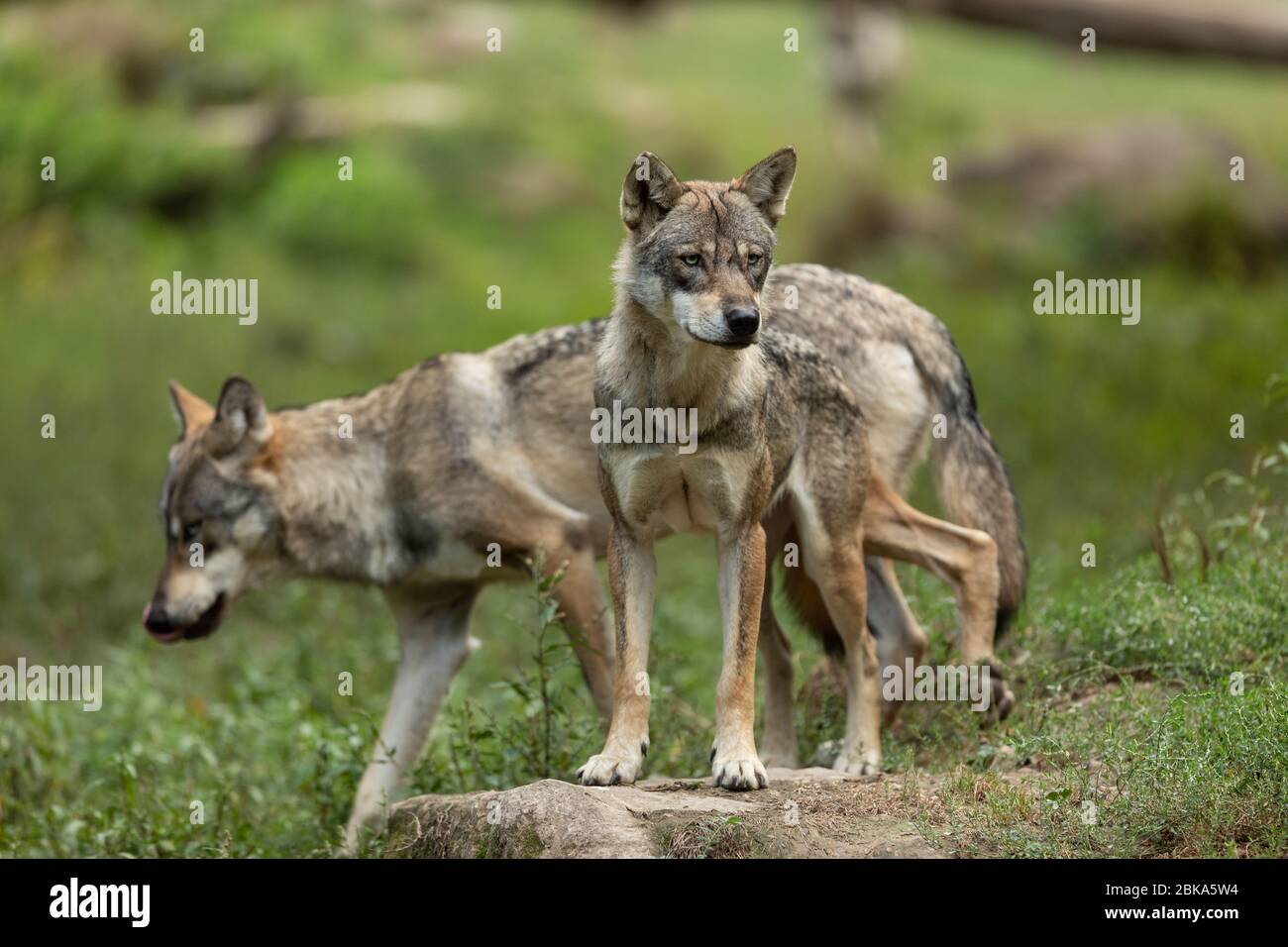 Grey wolf in the forest Stock Photo - Alamy