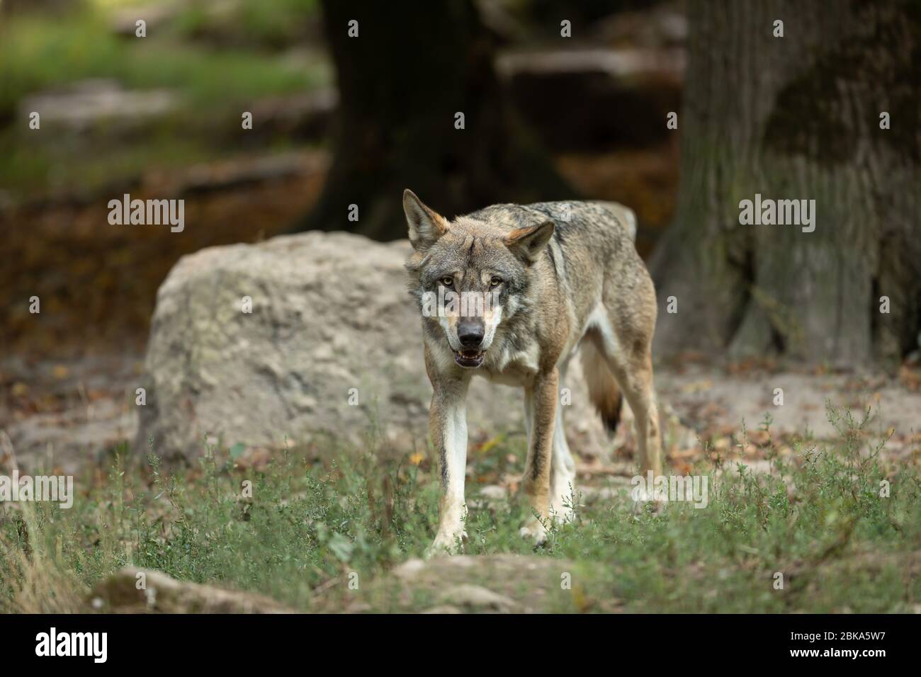Grey wolf in the forest Stock Photo - Alamy