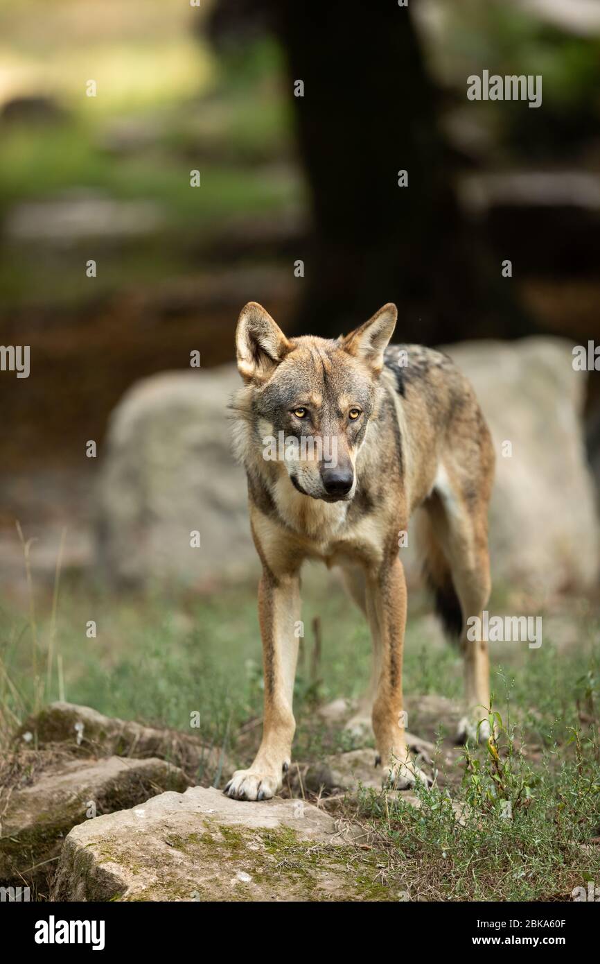 Grey wolf in the forest Stock Photo - Alamy