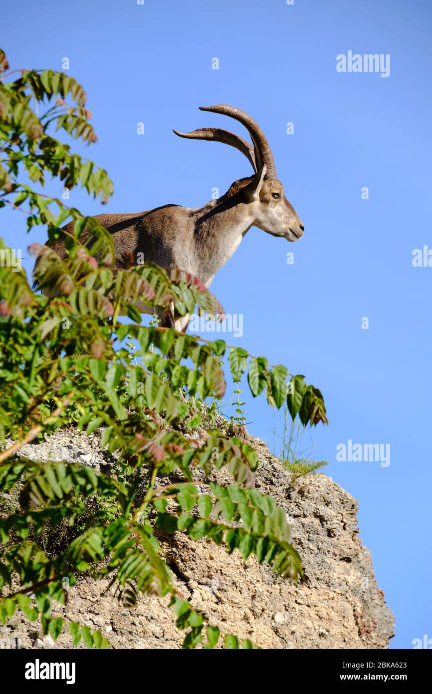 Wild ibex on the Moorish watchtower in Comares, Axarquia, Malaga ...