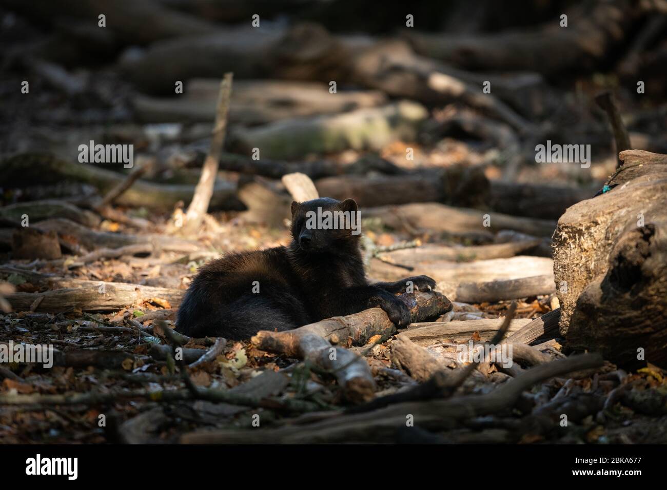 Wolverine in the forest Stock Photo - Alamy