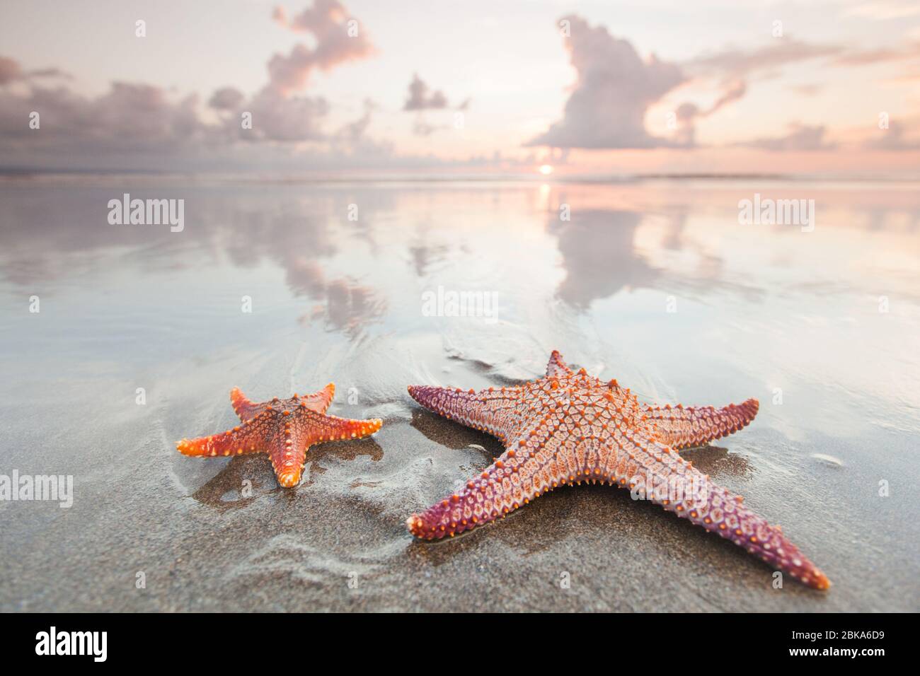 Two starfish on beach at sunset as summer vacation symbol Stock Photo ...
