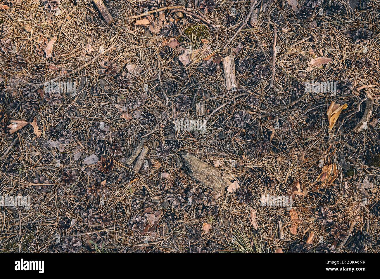 Scattered leaf branches hi-res stock photography and images - Alamy