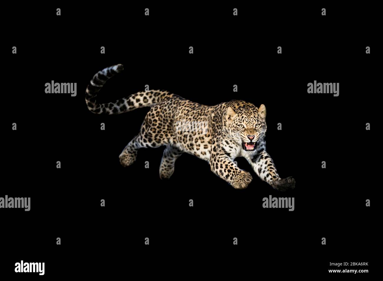 Leopard jumping with a black background Stock Photo - Alamy