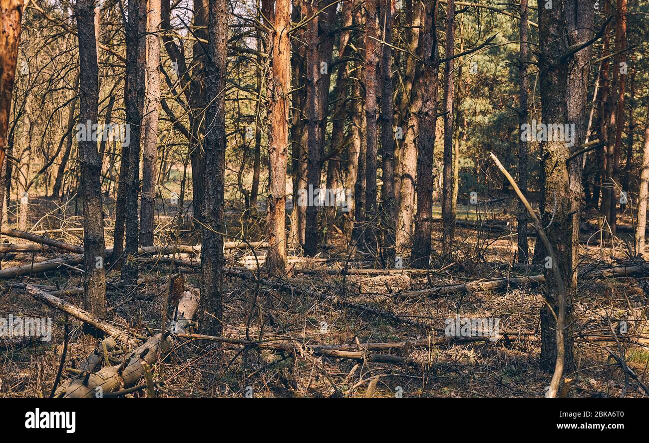 Dry tree trunks in the coniferous forest Stock Photo - Alamy
