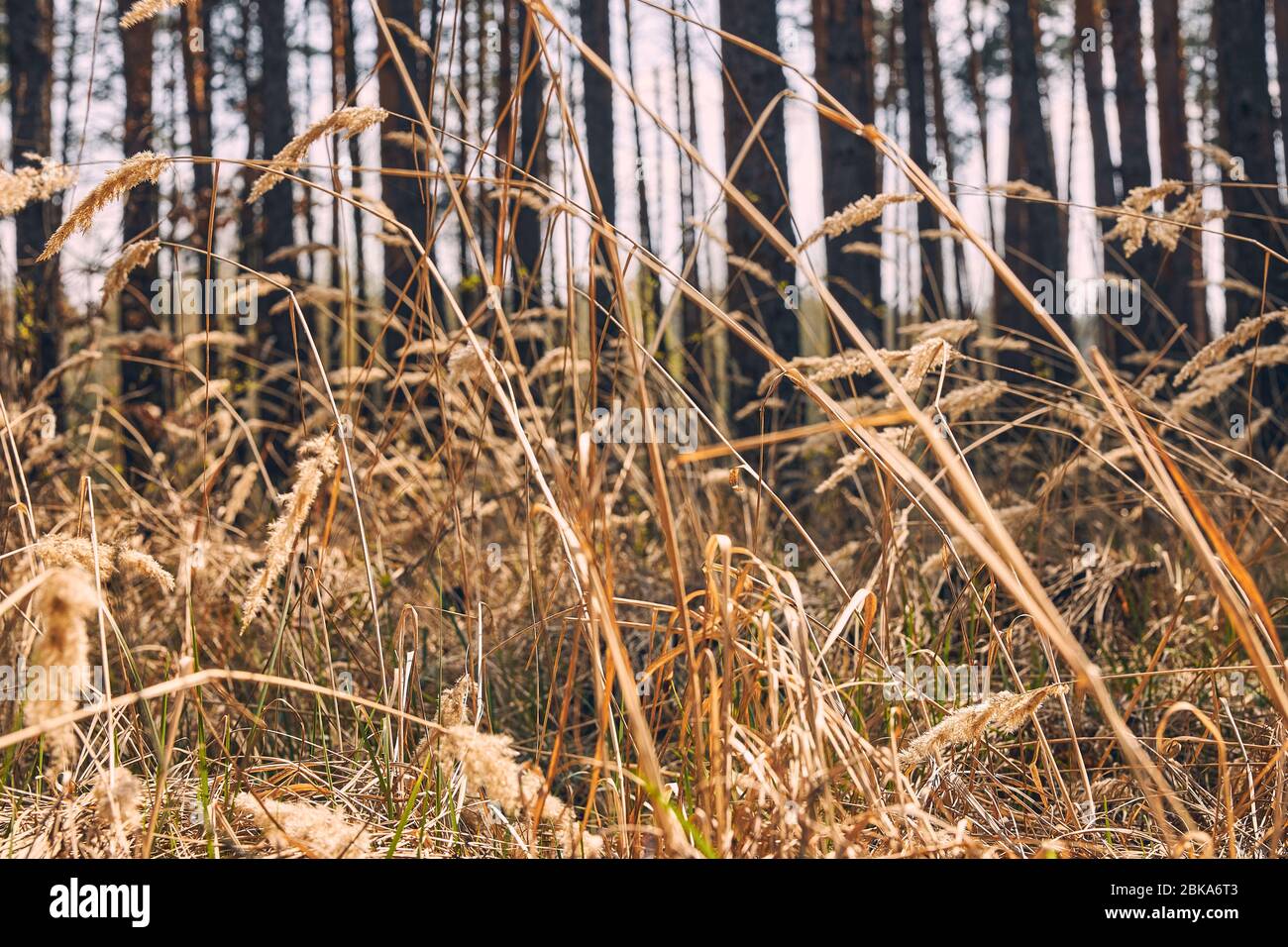 Wild herbs drooping down to the ground Stock Photo - Alamy