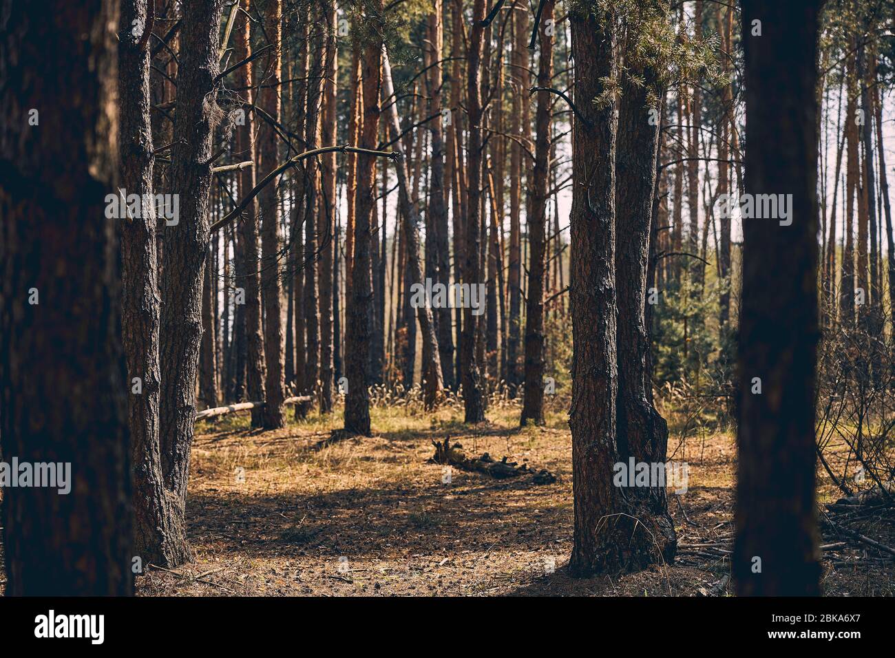 Temperate zone hi-res stock photography and images - Alamy