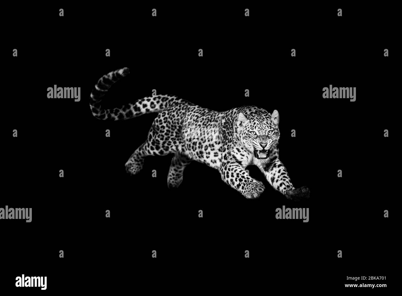 Panther jumping hi-res stock photography and images - Alamy