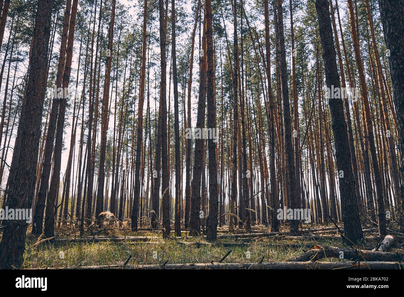 Temperate climate zone hi-res stock photography and images - Alamy