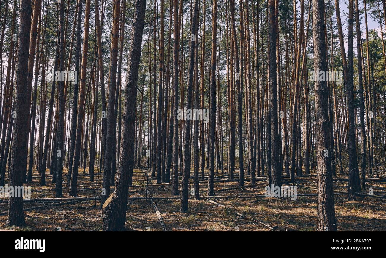 Row of conifers hi-res stock photography and images - Alamy