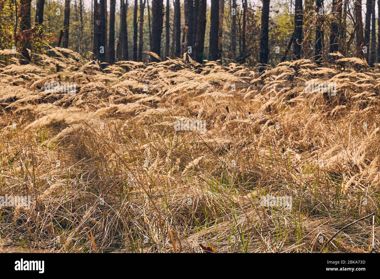 Uncultivated plants growing in the forest glade Stock Photo - Alamy