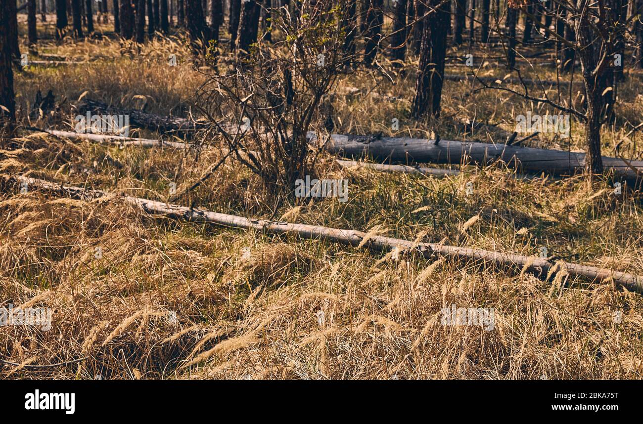 Clearing In The Woods High Resolution Stock Photography and Images - Alamy