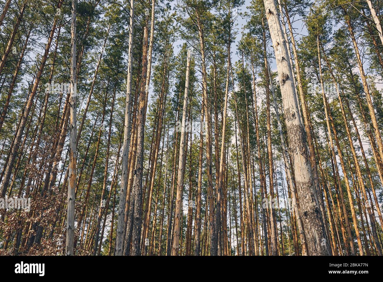 Beautiful pine trees standing in the forest Stock Photo - Alamy