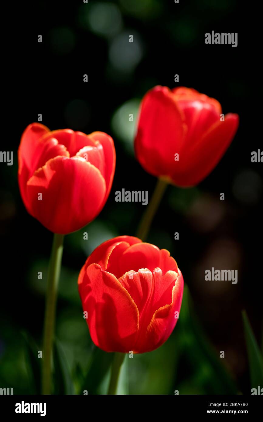 Dow gardens flower hi-res stock photography and images - Alamy
