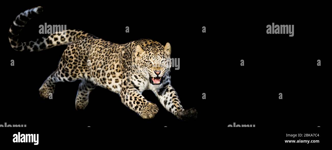 Leopard jumping with a black background Stock Photo - Alamy