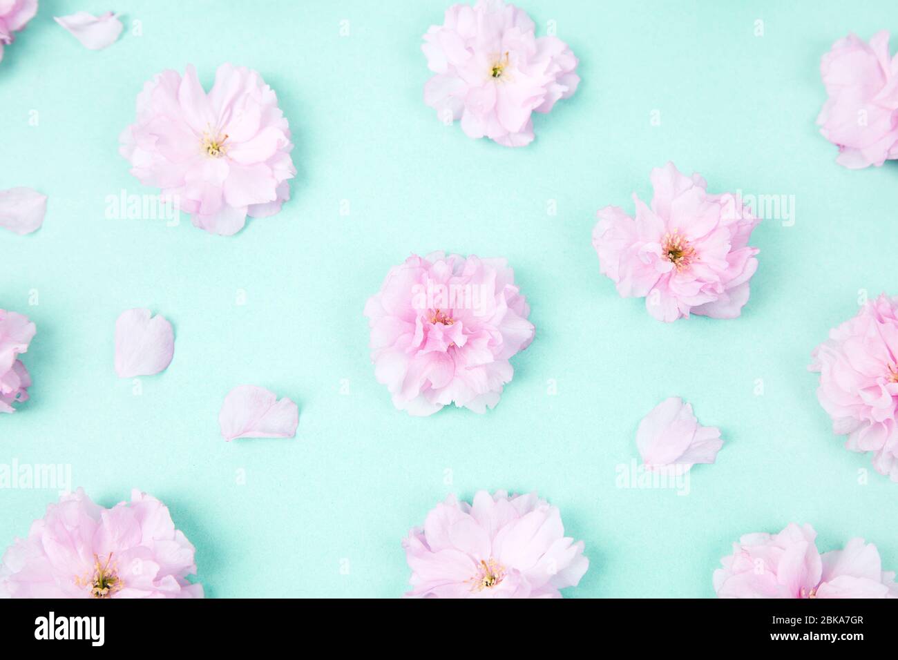 Cute spring sakura blossom pattern. Flower floral pattern with sakura ...