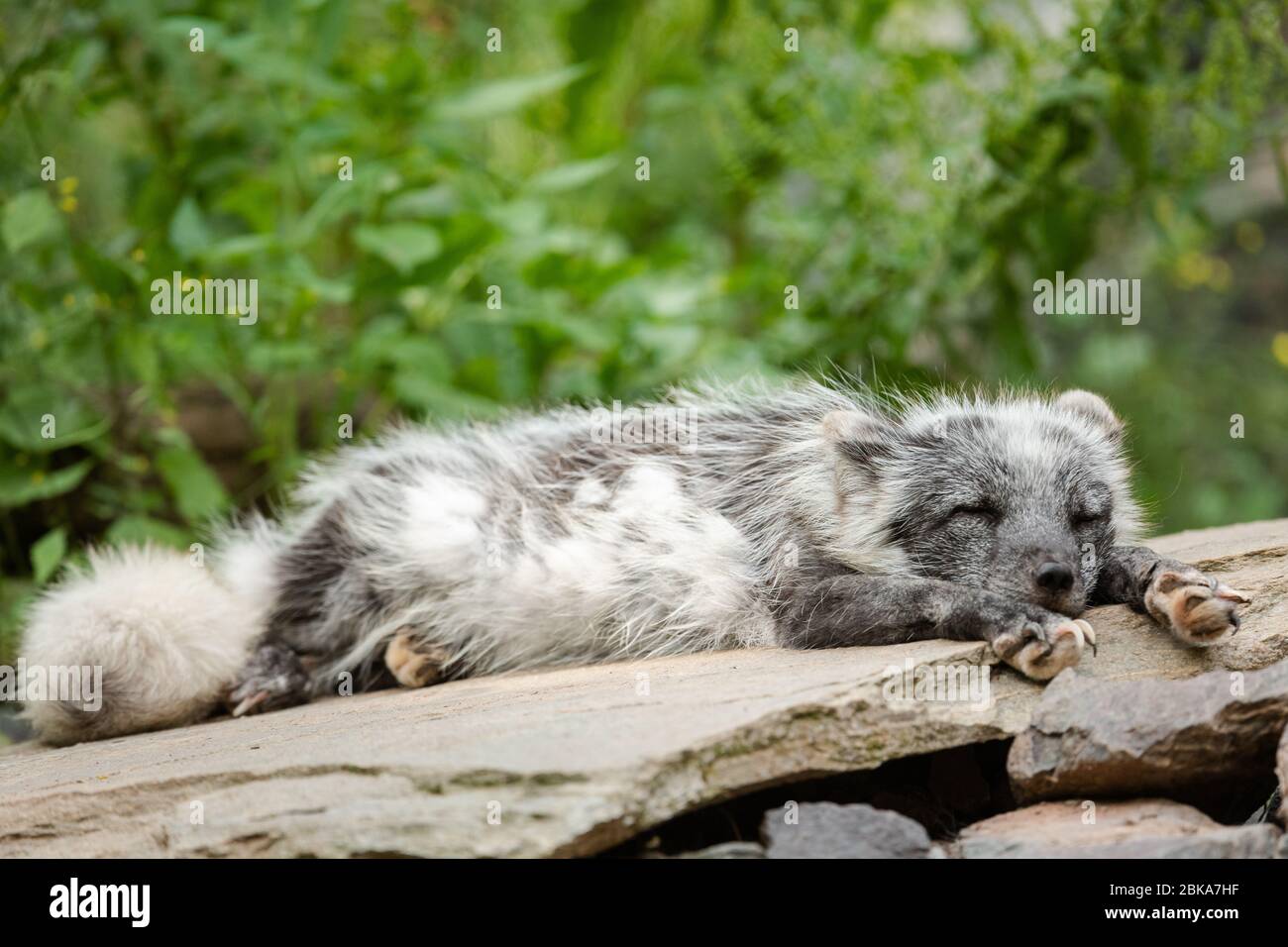 Polar fox sleeping on the rock Stock Photo - Alamy