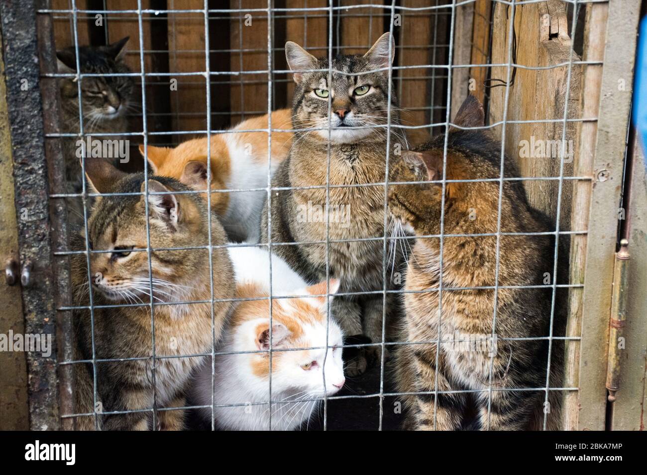 wild cats in a cage Stock Photo - Alamy