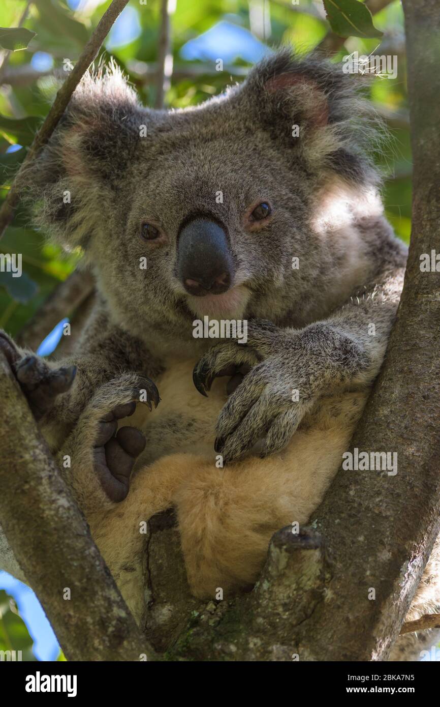 Australian icon tree hi-res stock photography and images - Alamy